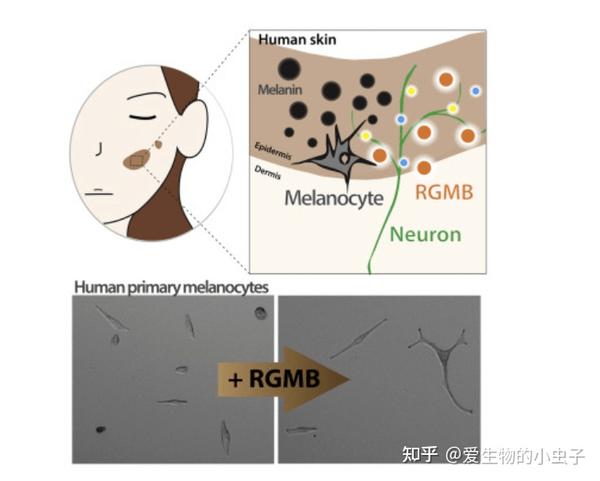人的感觉神经元通过分泌RGMB调节黑素细胞 - 知乎