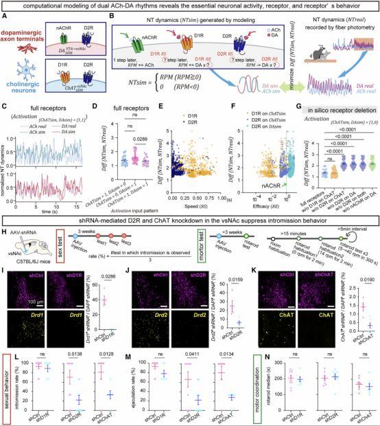 Neuron：刘清华团队揭示乙酰胆碱与多巴胺“双重节奏”可能是关键 - 知乎