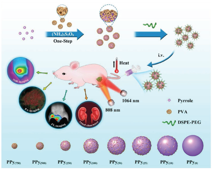 应用分享｜AFM: 具有肾清除尺寸可控的超小聚吡咯纳米颗粒用于NIR II光热治疗 - 知乎