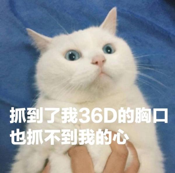 喵表情 抓到我36d的胸,也抓不到我的心” 知乎