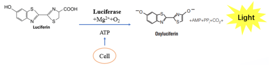 ATP Luminescent 细胞活力检测试剂盒：让细胞活力检测更灵敏，更快速！ - 知乎