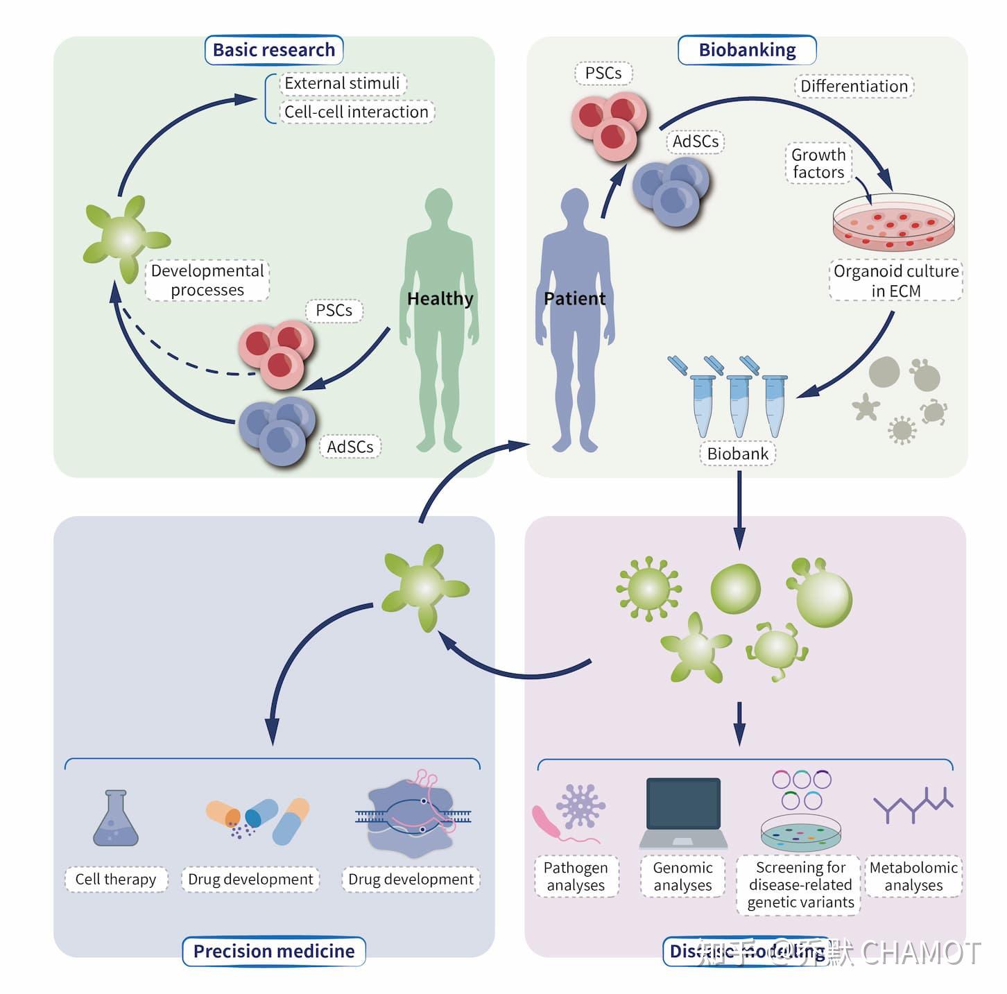 类器官 (Organoid) 的潜力与价值 - 知乎