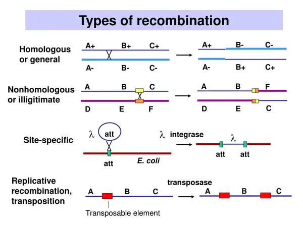 重组酶介导的盒式交换 （recombinase-mediated cassette exchange，RMCE） - 知乎