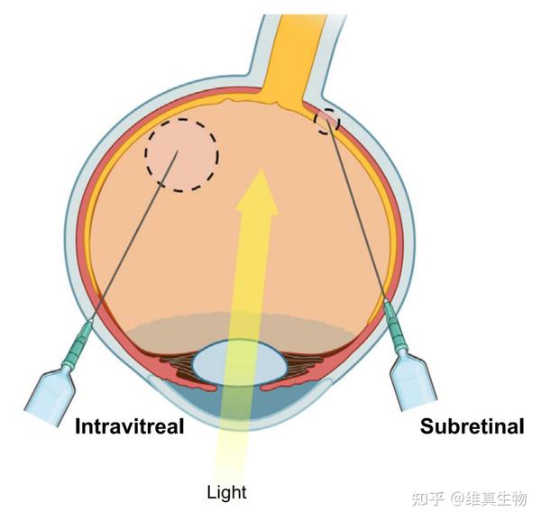 AAV在眼睛中的靶向传递策略 - 知乎