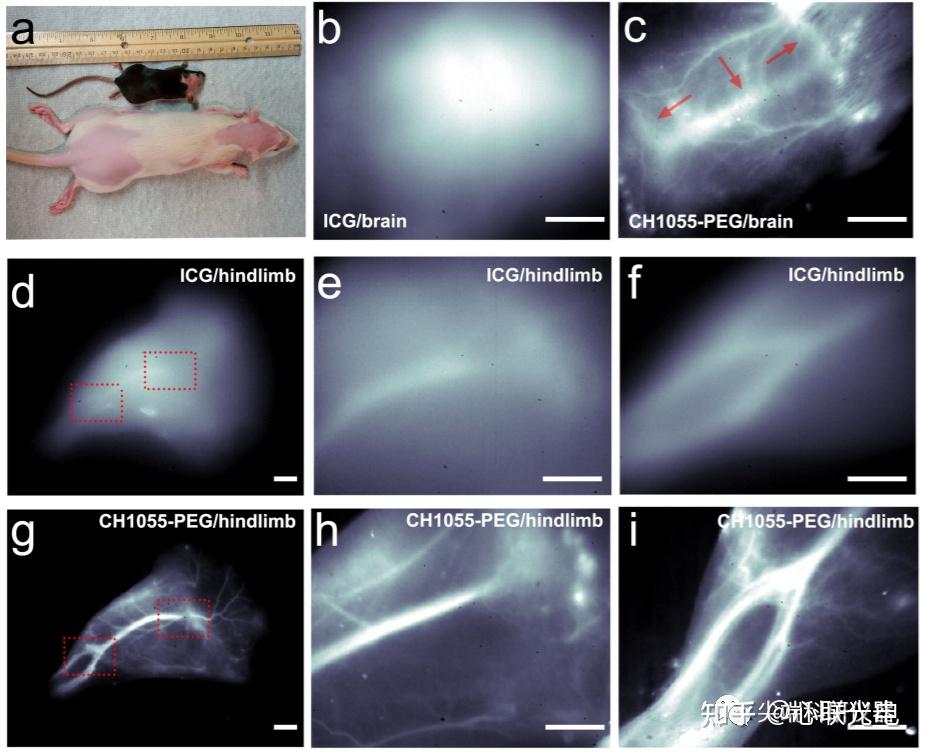 前沿热点：近红外小动物活体成像 - 知乎