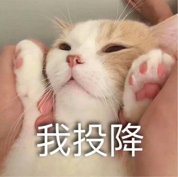 有哪些可爱的猫猫表情包？ - 知乎