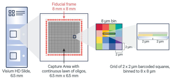 Visium HD震撼发布，引领单细胞分辨率时代的空间转录组革新！ - 知乎