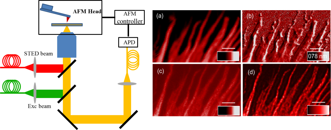 受激辐射损耗（STED）显微镜及其应用 - 知乎