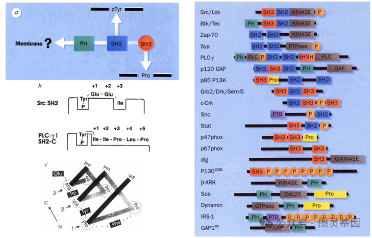 Nature | 经典回顾Tony Pawson神作：蛋白质模块与信号网络——生命信息的分子密码 - 知乎