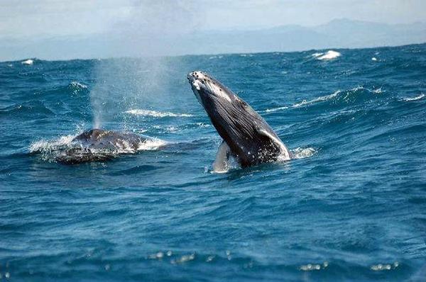 马达加斯加 | 非洲探索之旅 - 知乎
