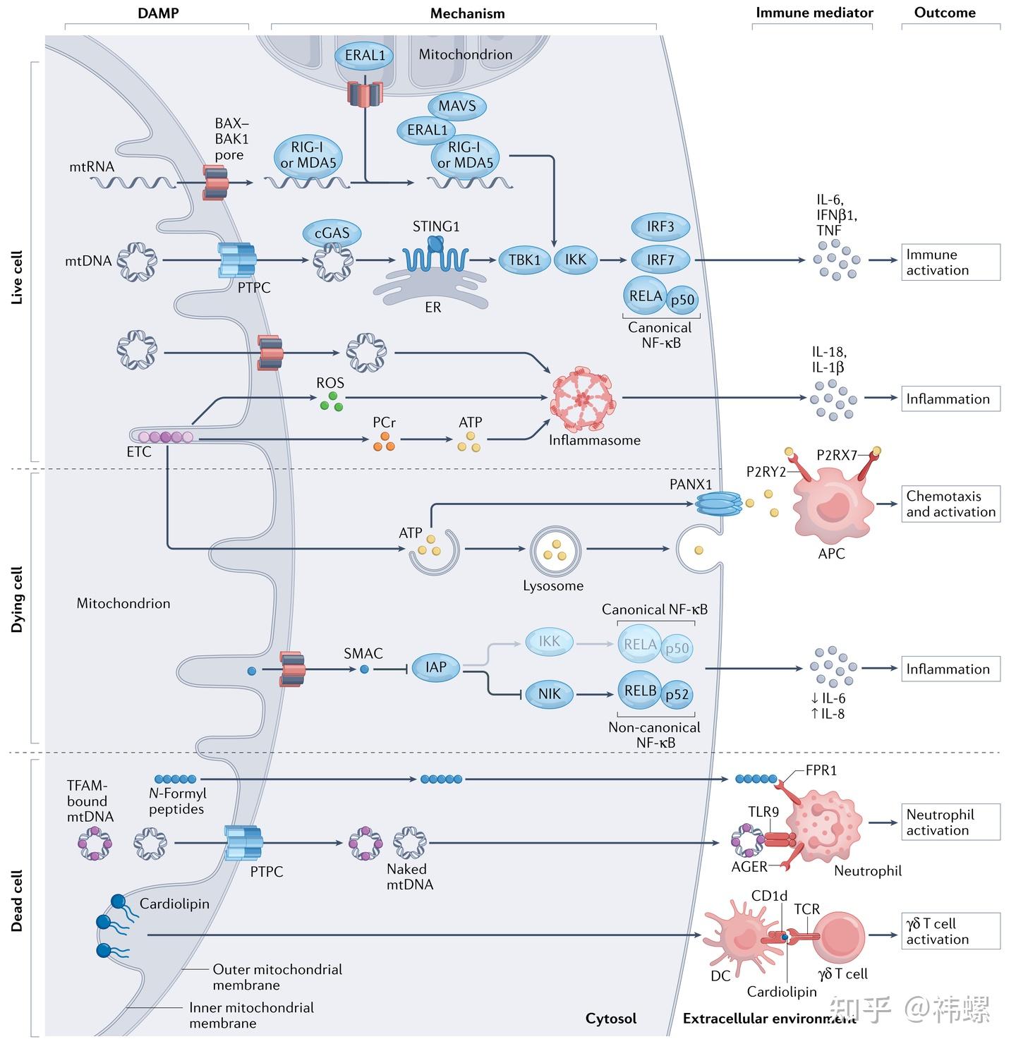线粒体DAMP（损伤相关分子模式）信号的主要机制 - 知乎