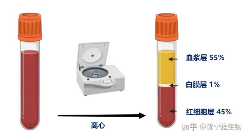 ELISPOT进阶指南——PBMC样本制备（分离、冻存、复苏） - 知乎
