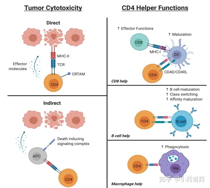 CD4+T细胞耗竭 - 知乎