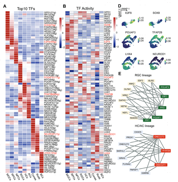 项目文章 | 单细胞转录组和表观基因组学阐释胚胎视网膜动态发育特征 - 知乎