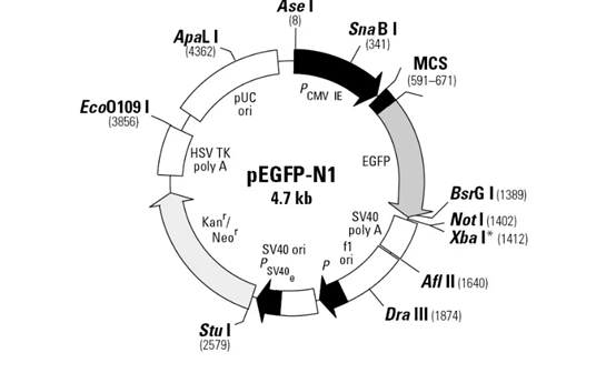 国庆特辑|mRNA小指南-质粒篇 看懂质粒图谱其实很简单 - 知乎
