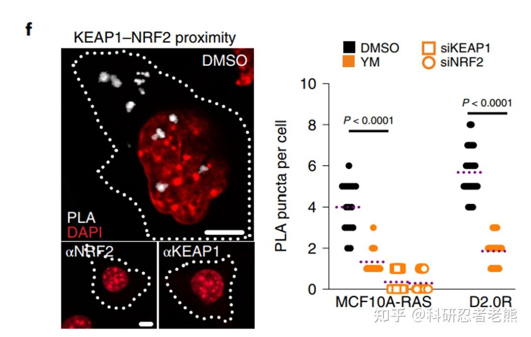 讲讲PLA技术的图怎么看——可视化蛋白相互作用 - 知乎