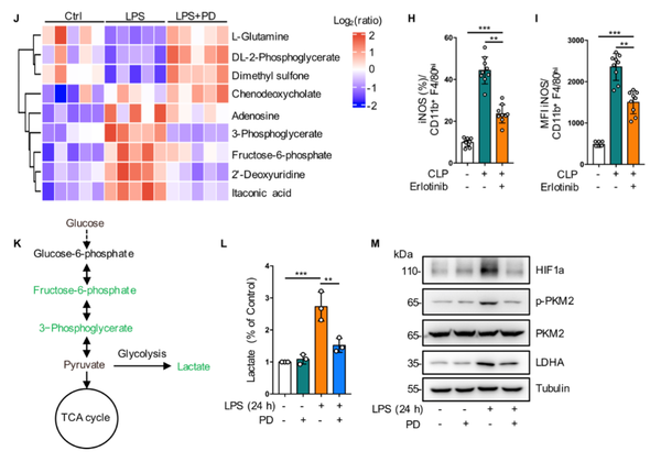 CDD | 唐靖/刘志峰团队合作揭示EGFR激酶活性和Rab GTPases协调EGFR胞内转运调控脓毒症巨噬细胞极化 - 知乎