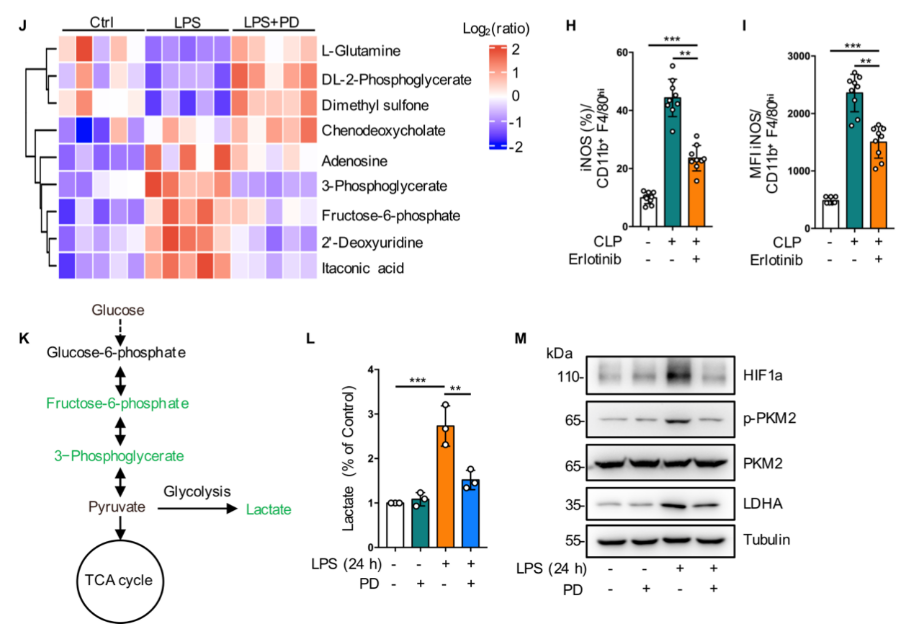CDD | 唐靖/刘志峰团队合作揭示EGFR激酶活性和Rab GTPases协调EGFR胞内转运调控脓毒症巨噬细胞极化 - 知乎