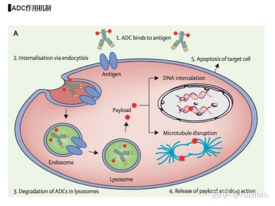 介绍几种抗体偶联药物ADC-linker：Val-Cit-PAB/Fmoc-Val-Cit-PA/Fmoc-Phe -Lys(Trt)-PA - 知乎