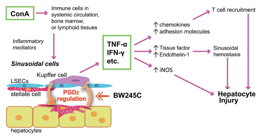 肝病研究常用的动物模型 - 知乎