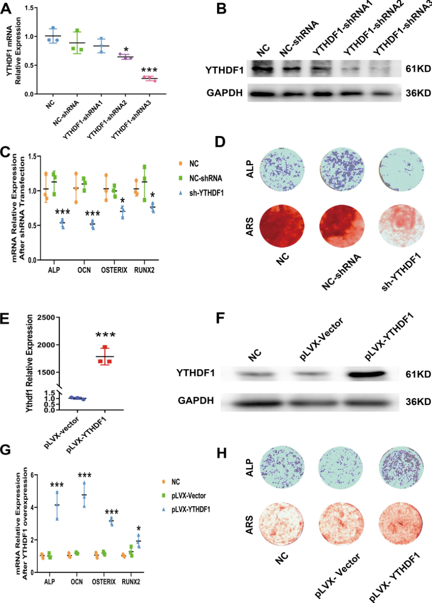 云序客户| MeRIP-seq+RIP-seq技术揭示 m6A 甲基化调控BMSCs成骨分化新机制 - 知乎