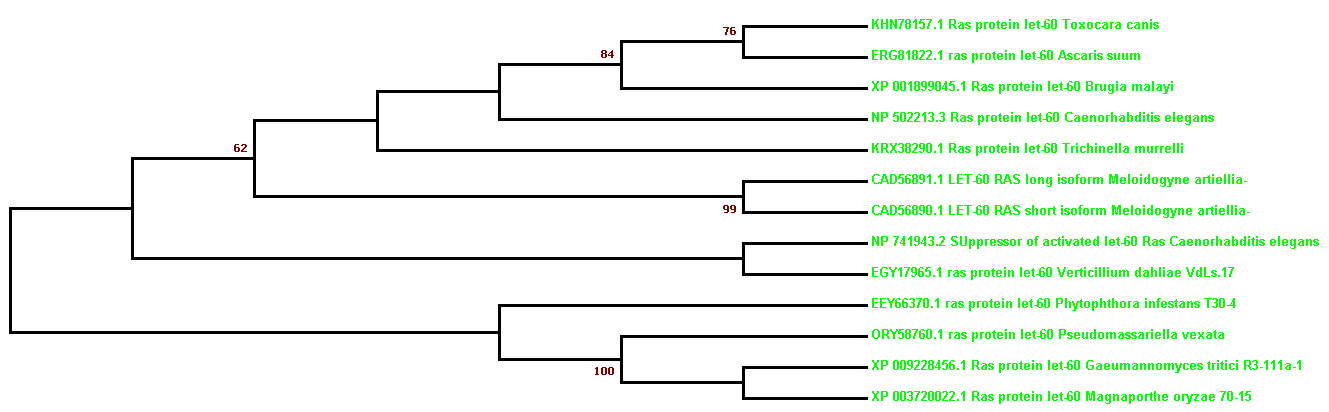 我用mega做了一个进化树，这个进化树怎么分析啊？ - 知乎