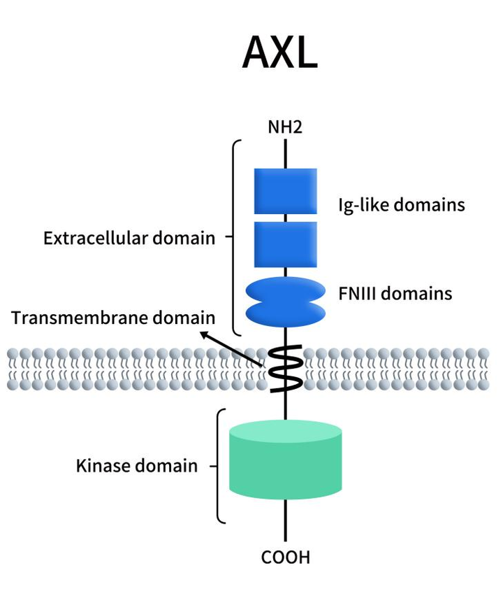 三款AXL-ADC折戟，癌症新兴靶点AXL还能在肿瘤免疫治疗中出圈吗？ - 知乎