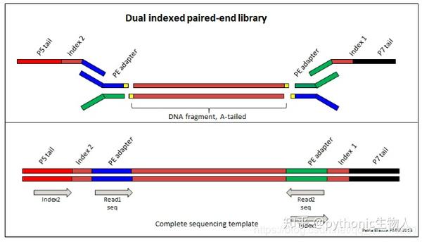 NGS测序基础01-文库构建（Library Preparation） - 知乎