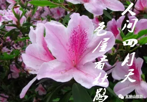 人间四月天，瓦屋看杜鹃 - 知乎