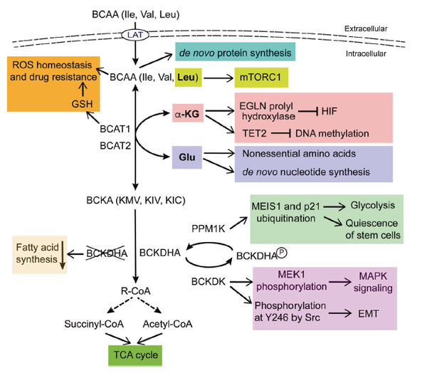 一作解读丨Oncogene支链氨基酸代谢与肿瘤 - 知乎