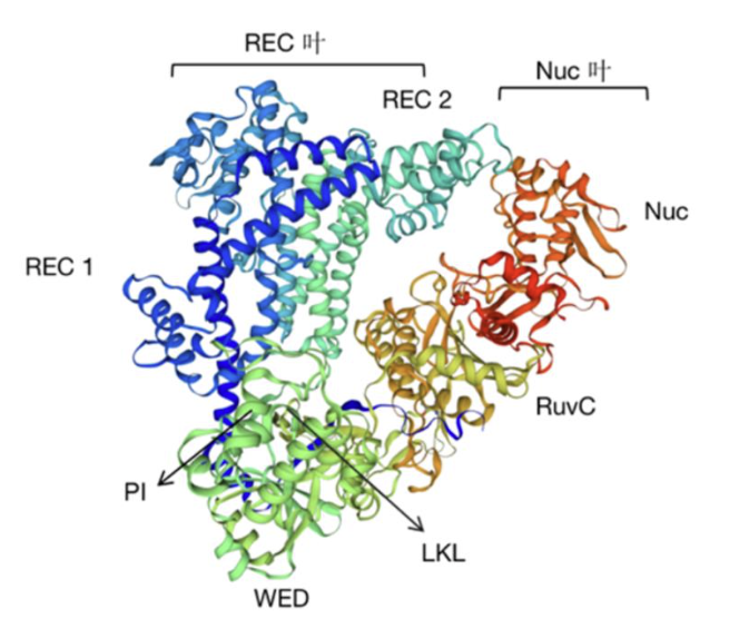 【干货分享】CRISPR/Cas系统原理及Cas9与Cas12a区别 - 知乎