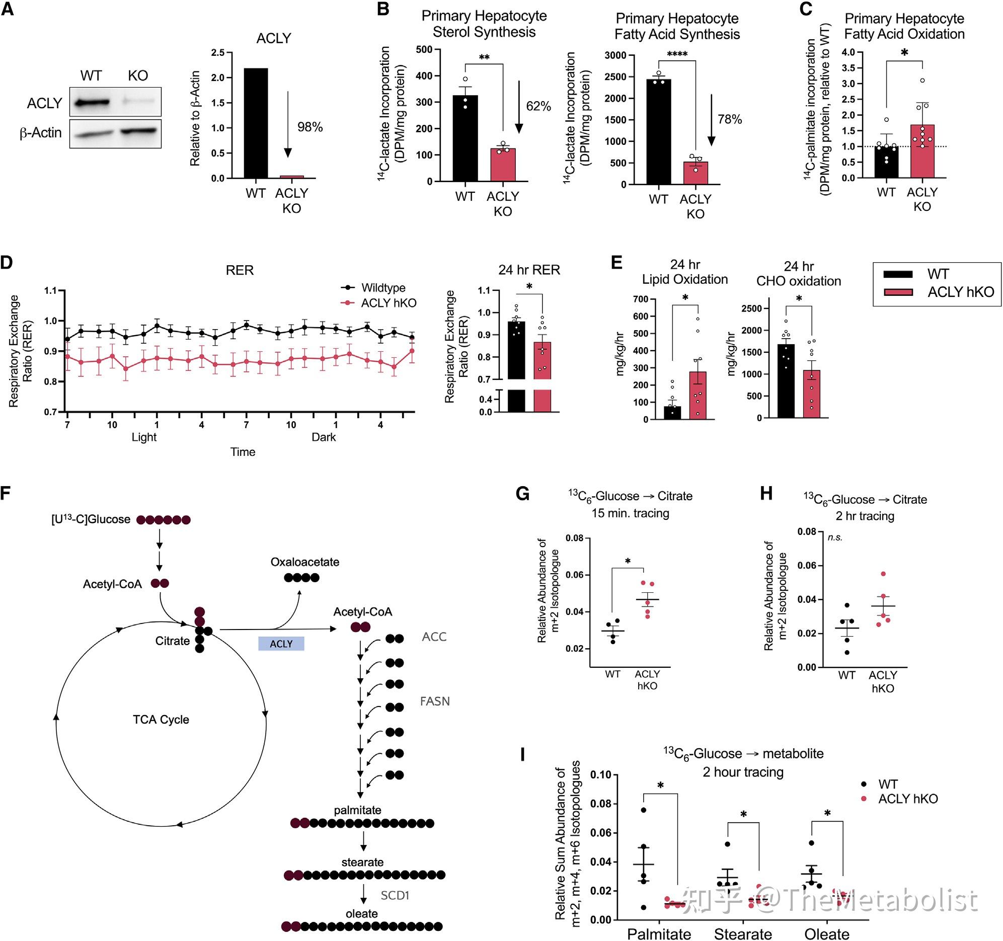 代谢学人--Cell Metabolism：NASH刺客 -- ATP柠檬酸裂解酶 - 知乎