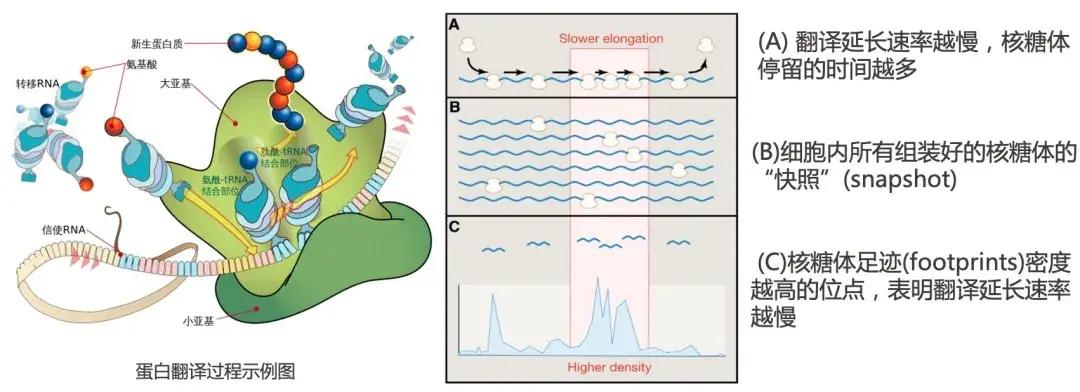 国自然热点 | 翻译组测序Ribo-seq—连接转录组和蛋白组的桥梁 - 知乎
