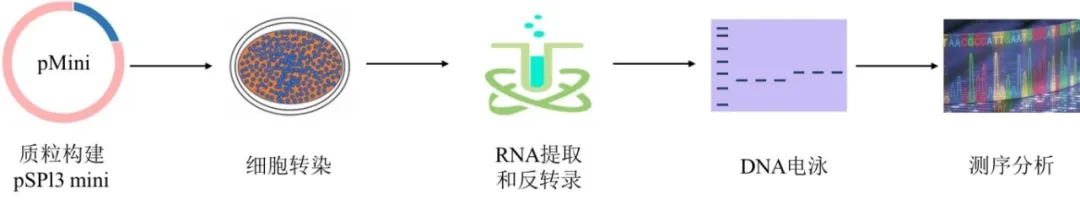 Minigene实验——RNA剪接事件检测利器 - 知乎