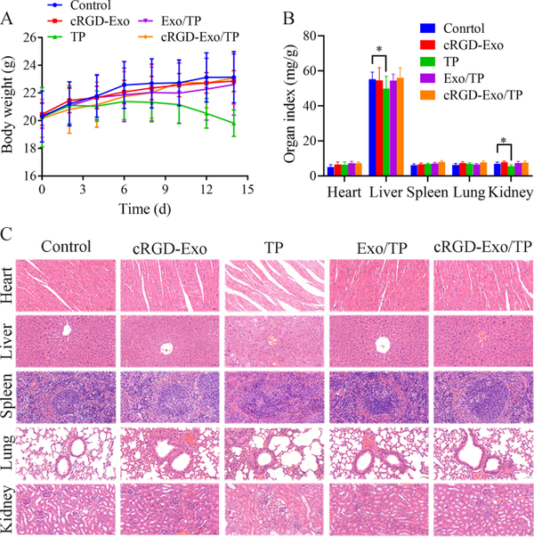 文献解读丨功能化的外泌体平台为恶性黑色素瘤的靶向治疗提供了有前景的策略 - 知乎