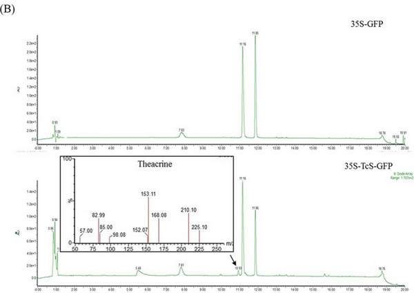 【派森诺项目文章】又双叒来啦！！茶类BSR-Seq再发文章！！助力茶树高苦茶碱和低咖啡因性状的定位研究 - 知乎