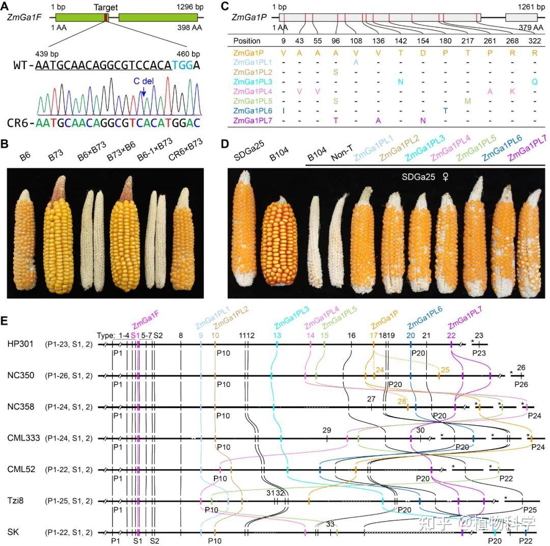 JIPB | 中科院遗传与发育生物学研究所陈化榜研究组在玉米Ga1单向杂交不亲和性研究中取得新进展 - 知乎