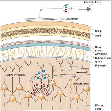 EEG原理概述 - 知乎