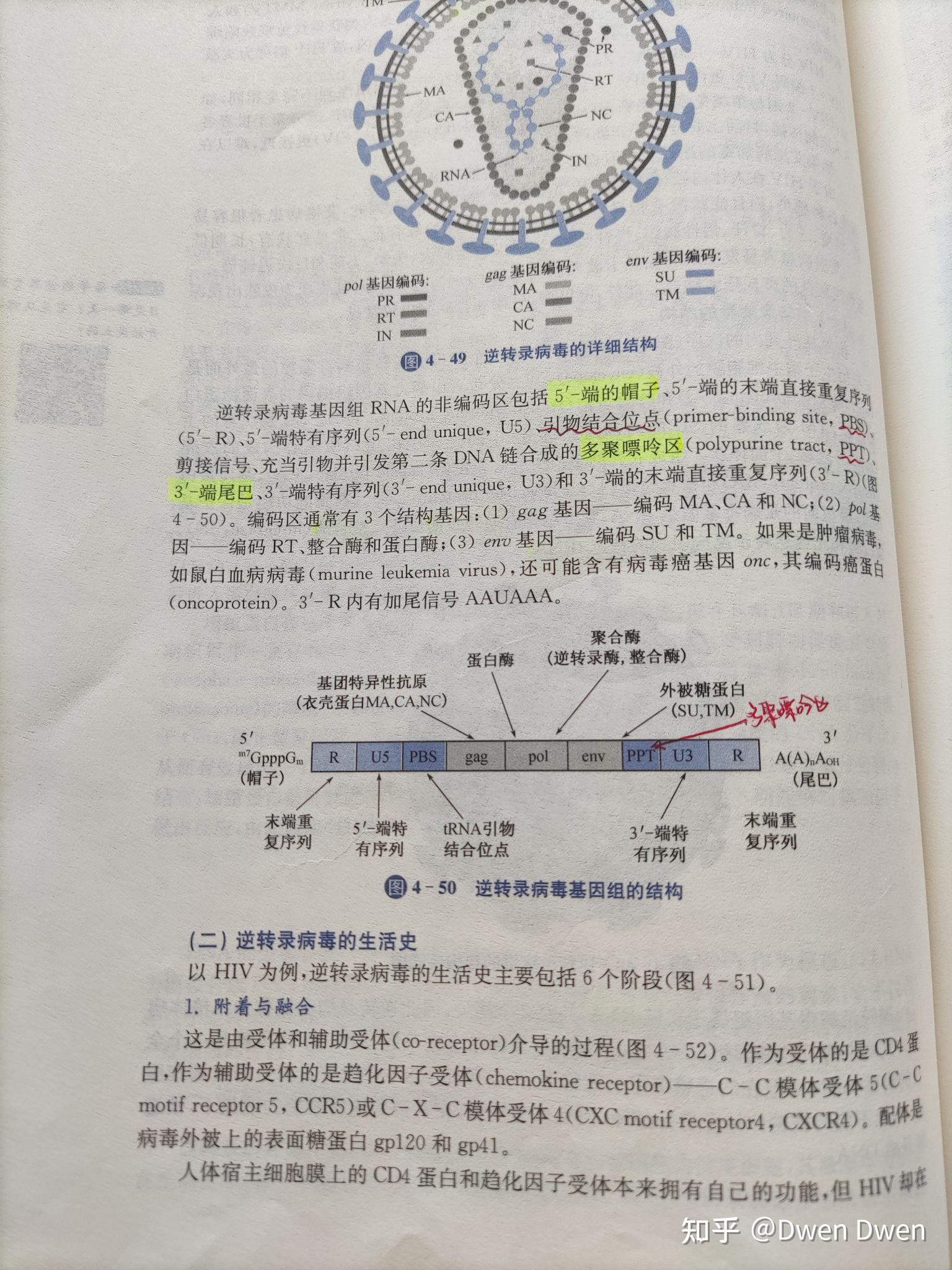 为什么病毒dna可以直接利用宿主细胞的dna聚合酶，而病毒rna在细胞内还要合成rna聚合酶？ - 知乎