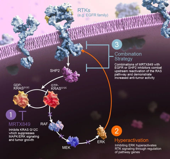 恭喜Mirati！全球第2款KRAS抑制剂KRAZATI获FDA批准上市 - 知乎