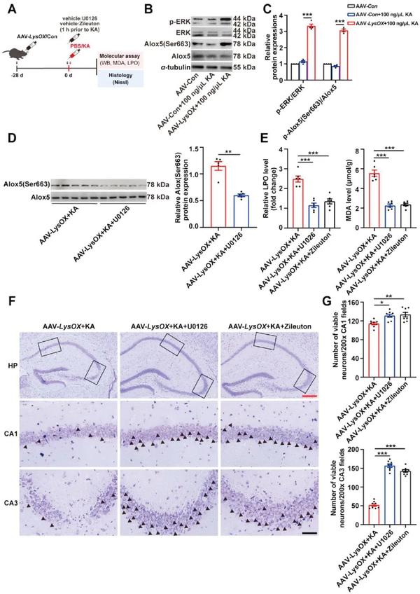 APSB | 湘雅毛小元/刘昭前·兰大金卫林教授等合作揭示铁死亡与癫痫脑损伤之间的分子机制 - 知乎