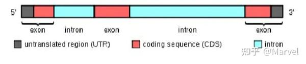 CDS区与exon的关系 - 知乎