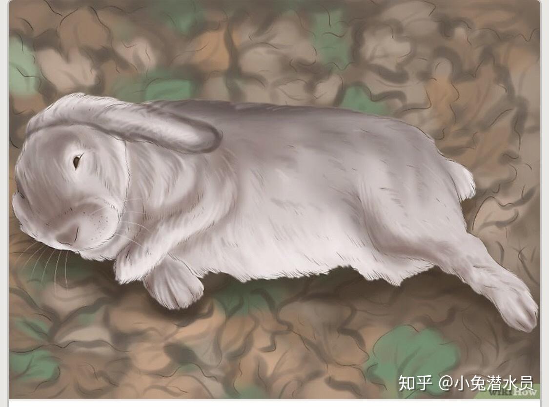 如何判断你的兔兔怀孕了 - 知乎