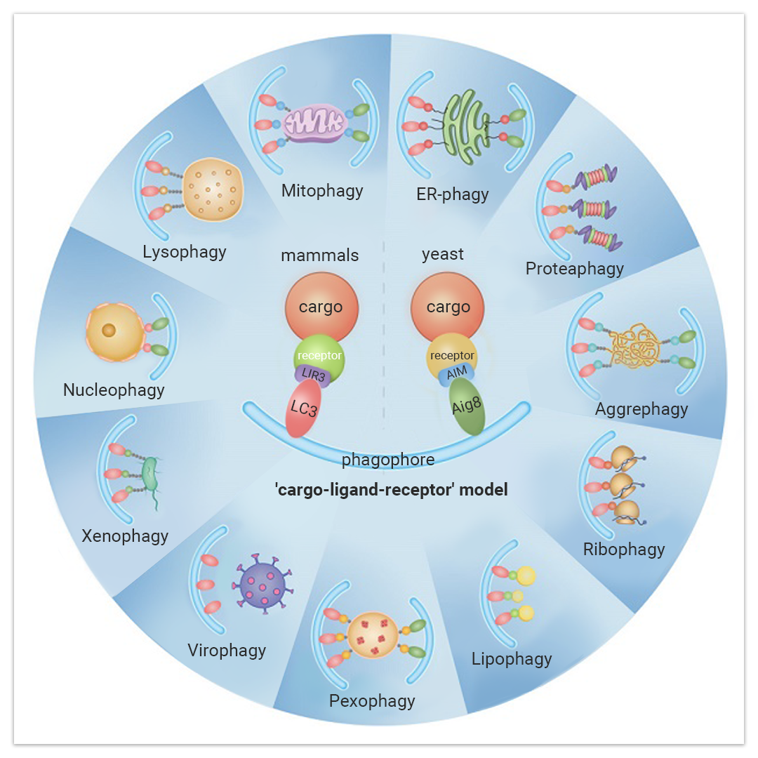 一文读懂内质网自噬 | MedChemExpress - 知乎