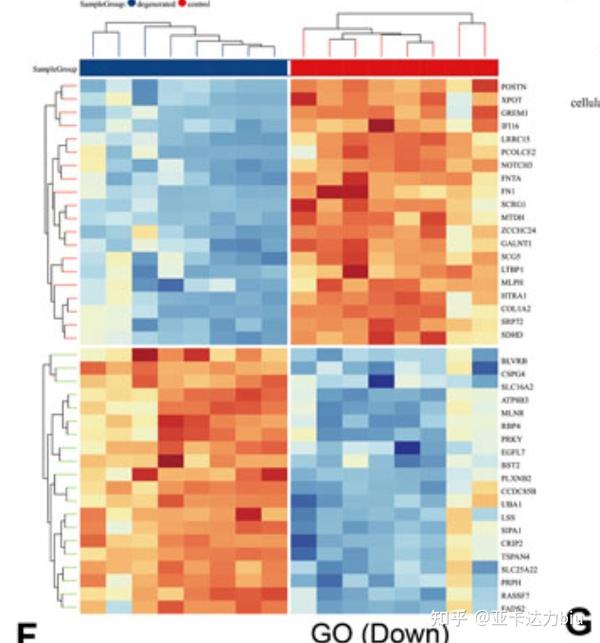 R语言热图美化pheatmap包（免费获取代码） - 知乎