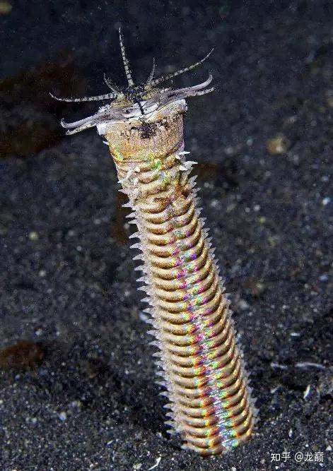 海缸里这条虫也太太太太......太大了！ - 知乎