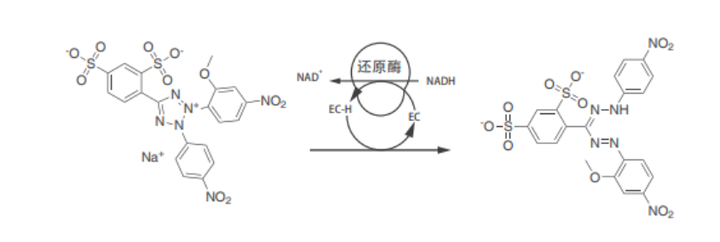 Cell Counting（CCK-8）；细胞活力检测 - 知乎