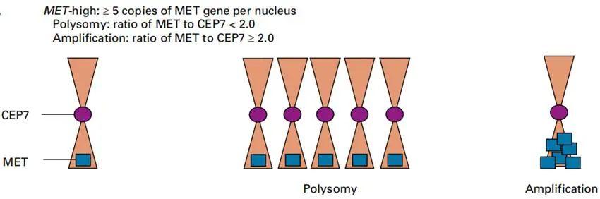 从零开始认识c-MET（上）——基础篇 - 知乎