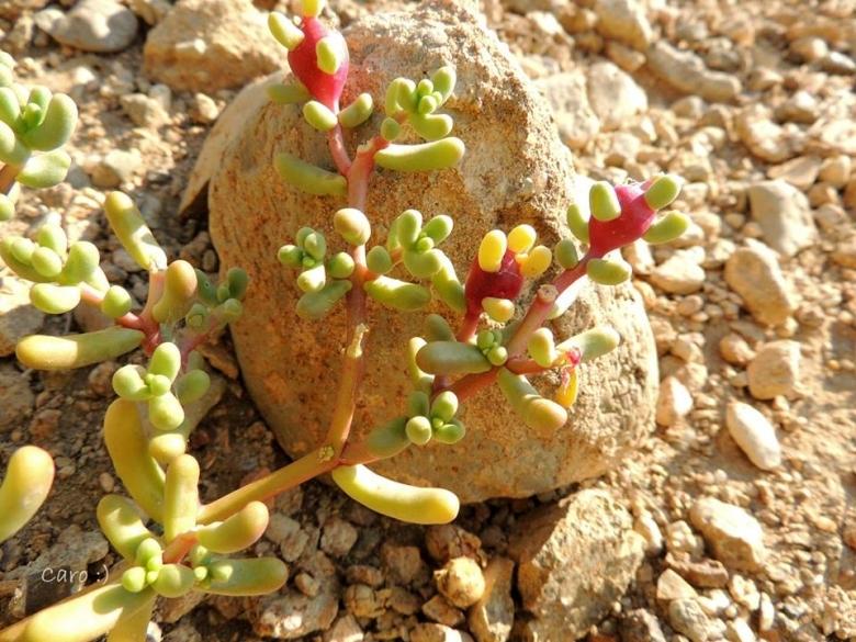 有哪些仅含有单一已描述物种的属以上分类单元？ - 知乎