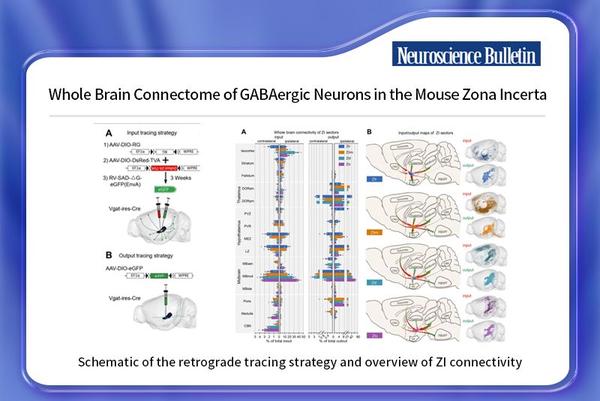 进展汇编：近期应用国产成像技术fMOST的14篇重要学术成果 - 知乎